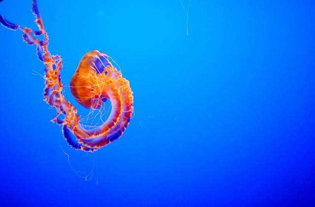 Four Simple Actions You Can Take this Week to Stop Plastic Microfibers ...