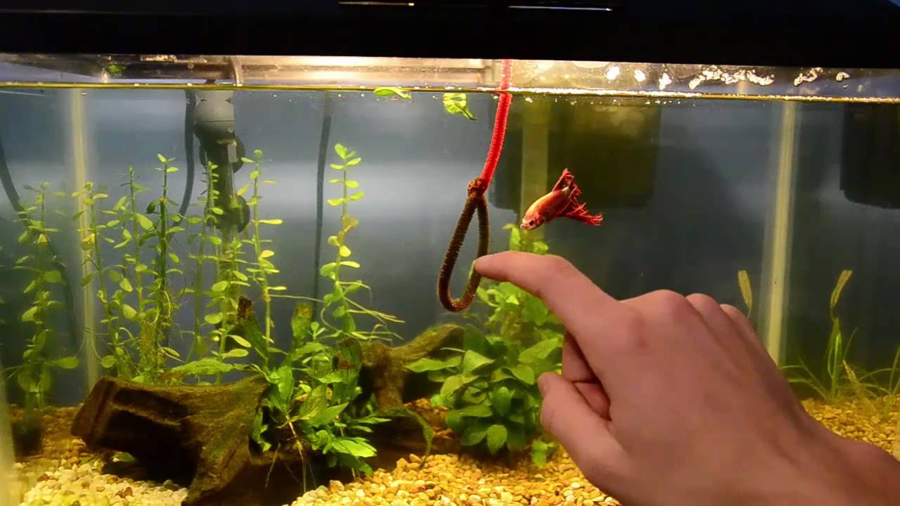 A GAMER'S WIFE: 7 Ways to Stop Betta Fish Tail Biting