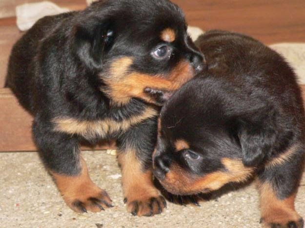 Rottweiler Original de Vanzare