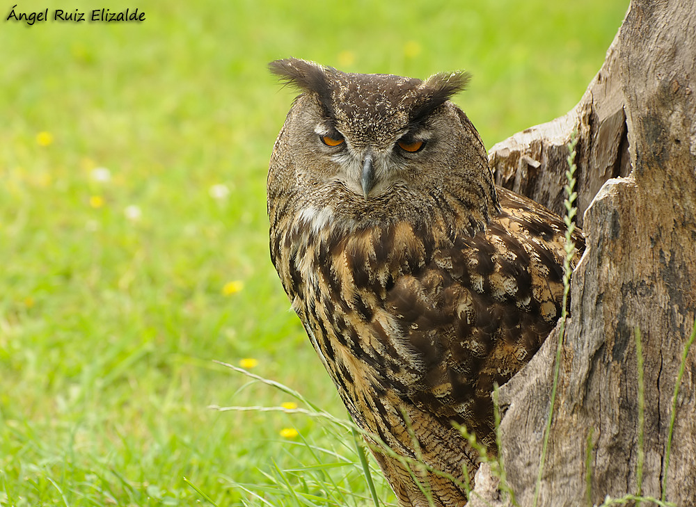 Aves de la Ría de Ajo: junio 2011