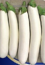 KENALI JENIS-JENIS TERUNG (Part 2) | PERTANIAN REZEKI