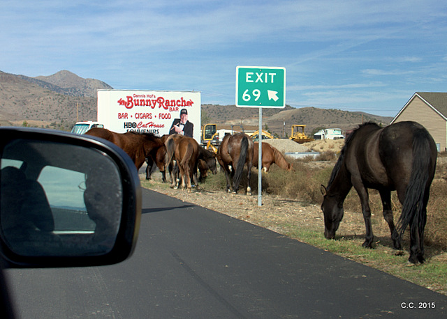 Over Good Ground: Wordless Wednesday: Mustangs at the Bunny Ranch ...