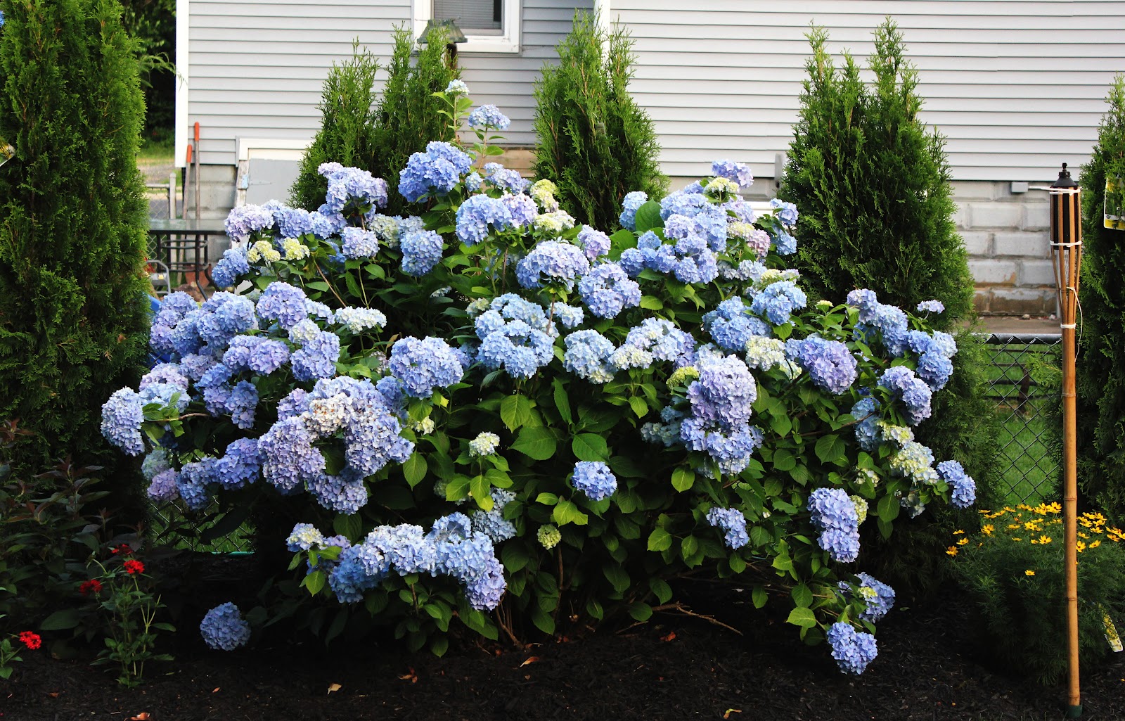 bleu hydrangea: Garden Survivors