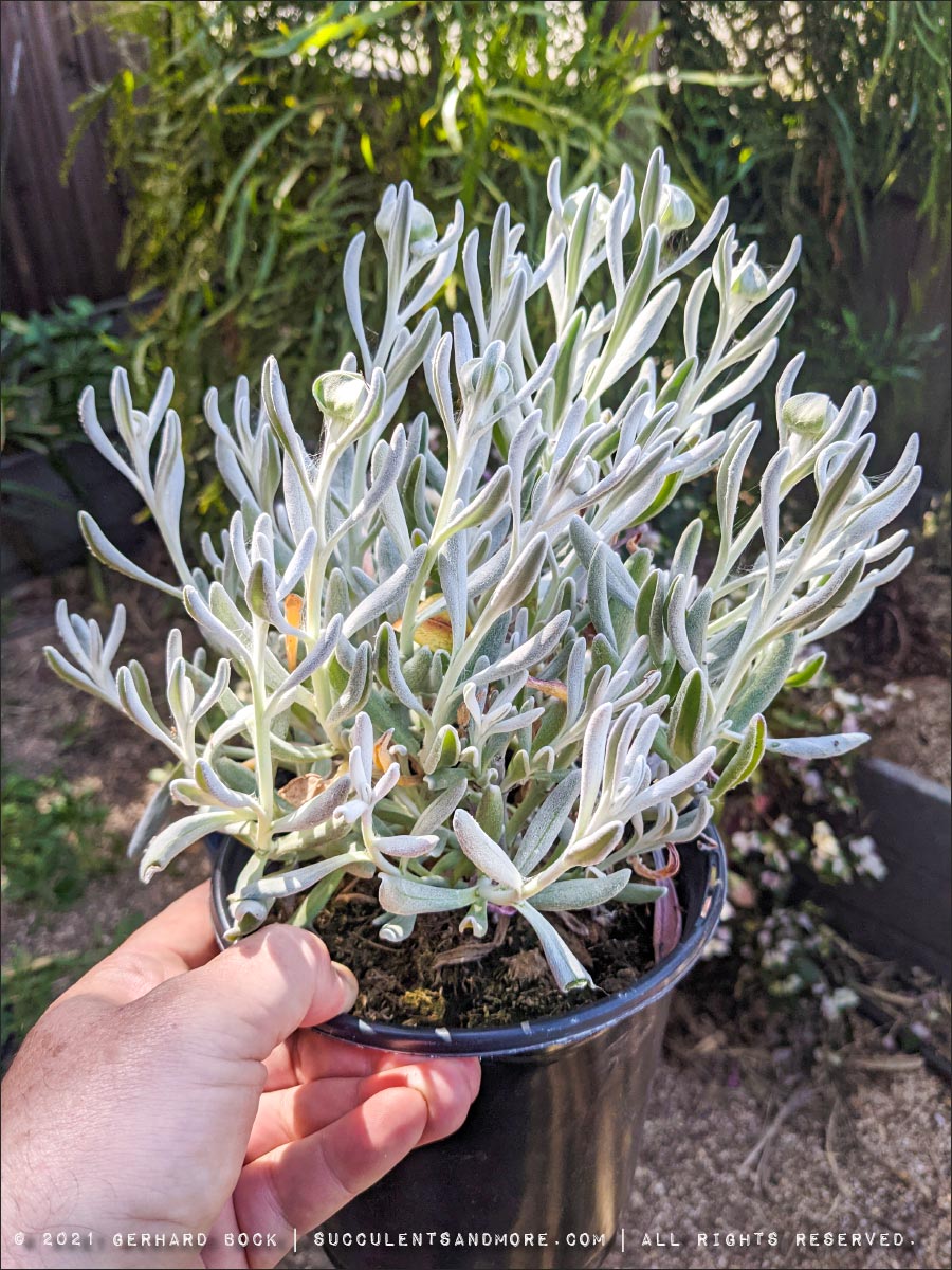 Plant haul from Southern California (April 2021)