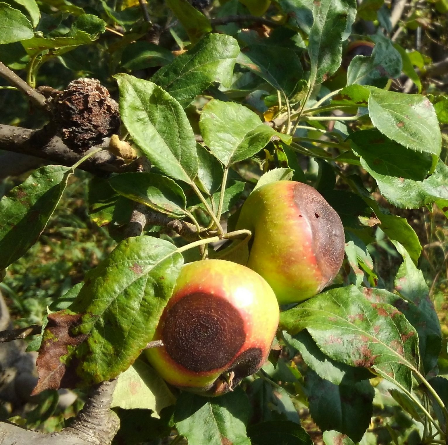 Tree Fruit Disease Update: Bitter rot; sooty blotch, flyspeck threshold ...
