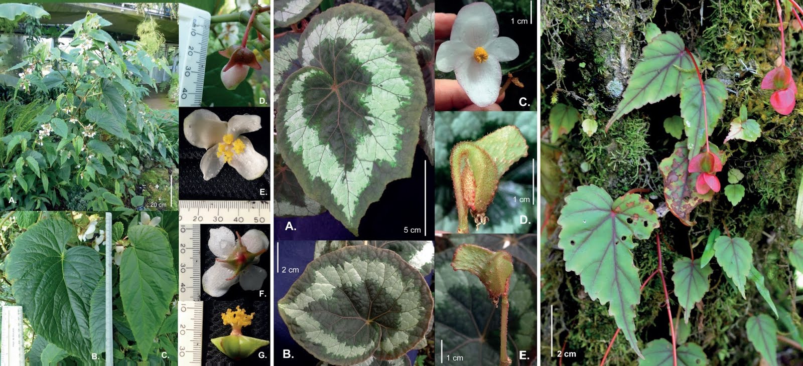 Species New to Science: [Botany • 2018] A Revision of Begonia L ...