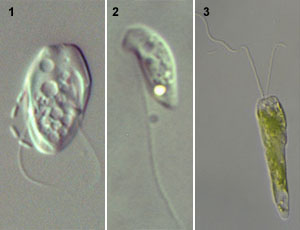 El Reino Protista: Árbol de la vida