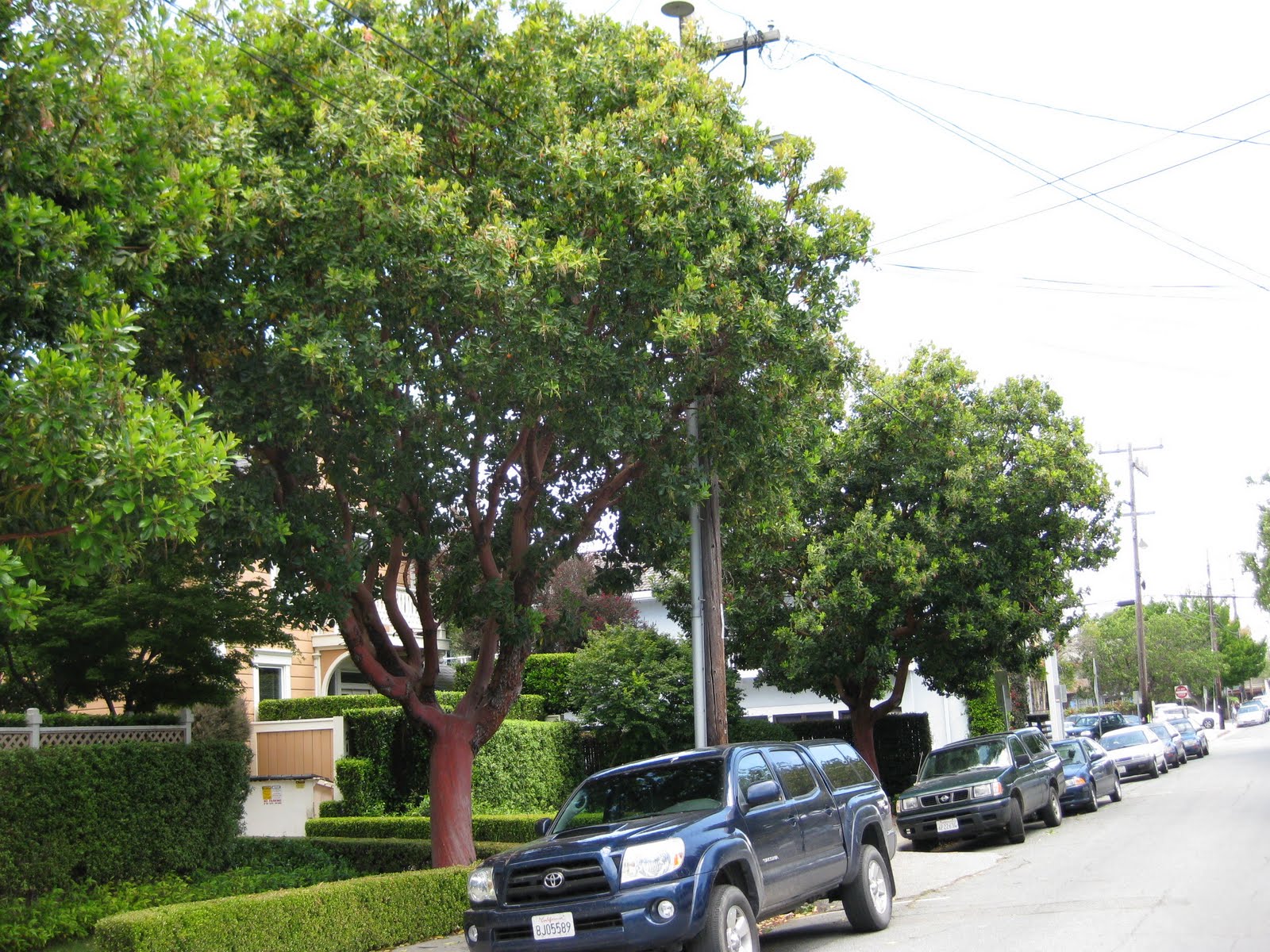 Trees of Santa Cruz County: Arbutus 'Marina' - Marina Strawberry tree