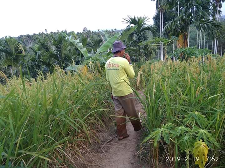 Cara Budidaya Padi di Lahan Kering | Haba Tani - Kabar Seputar Usaha ...