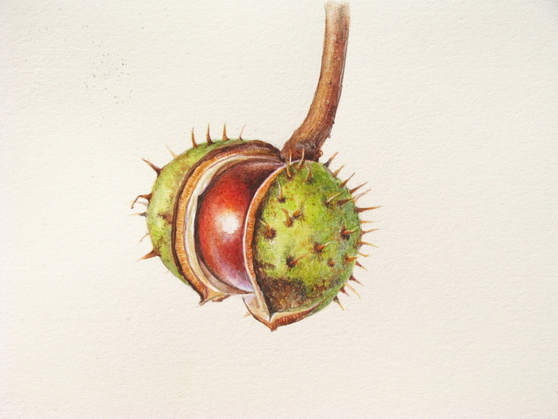 Alexander & Conkers – Shevaun Doherty