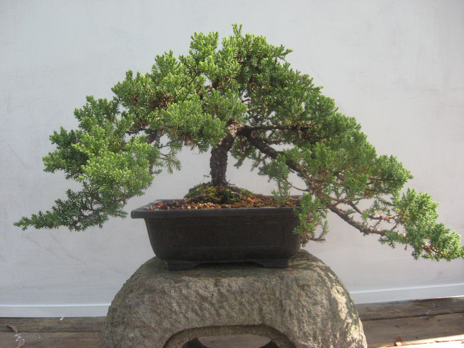 Bonsai Beginnings: Juniper