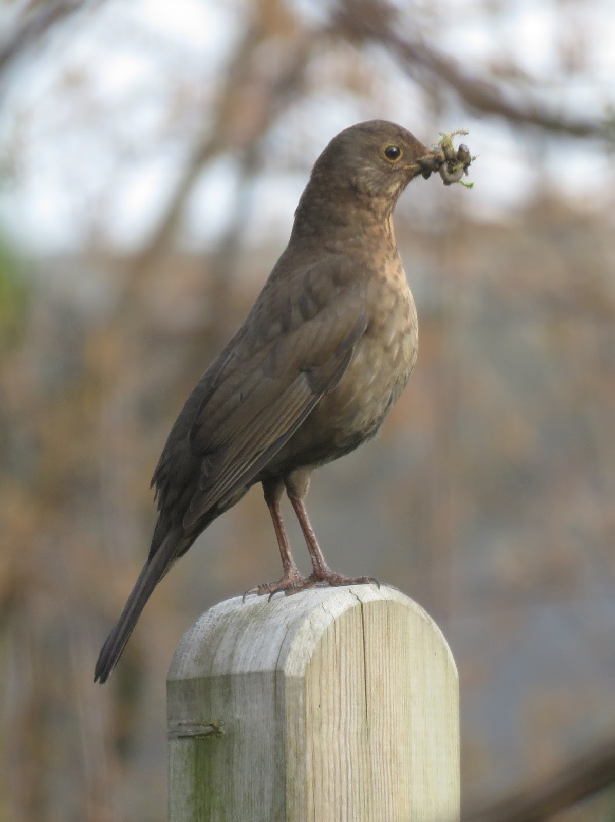 Mine naturfotos: Solsort hun i haven