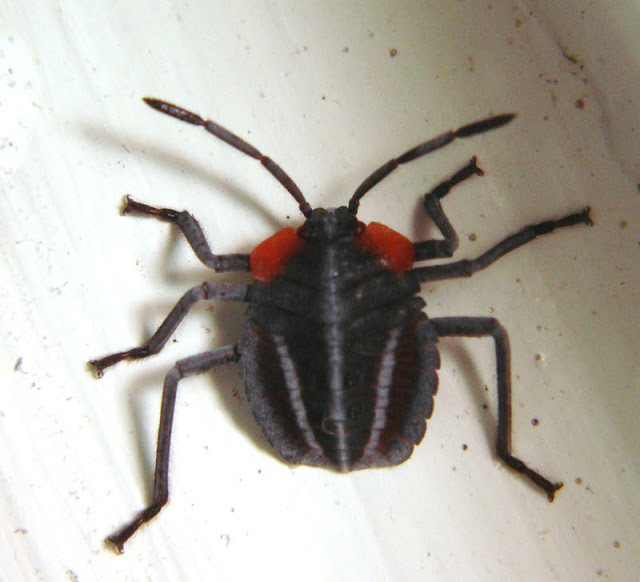 Supersupergirl's creature world: Insect with red eyes!