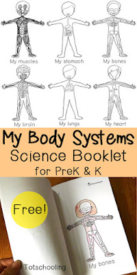 Human Body Organs Printables | Totschooling - Toddler, Preschool ...