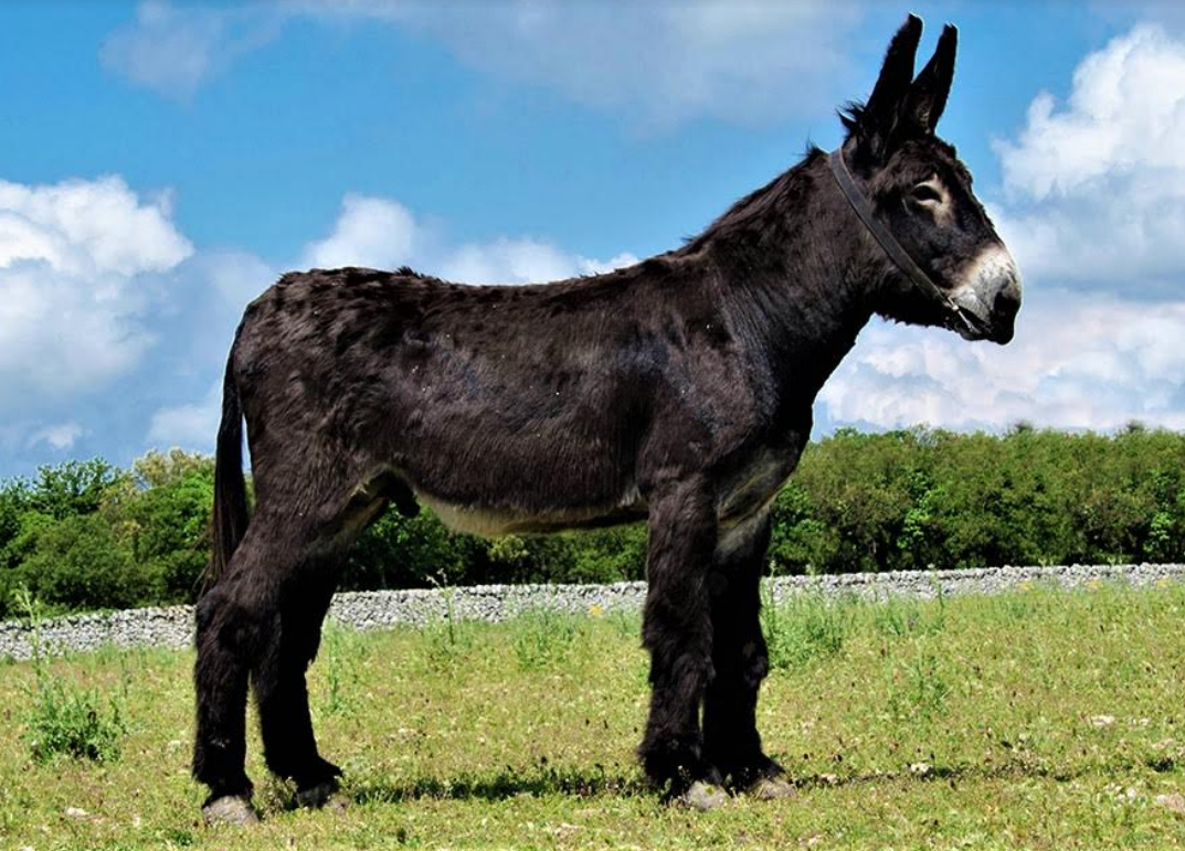 L’asino? Un animale buono, umile e intelligente