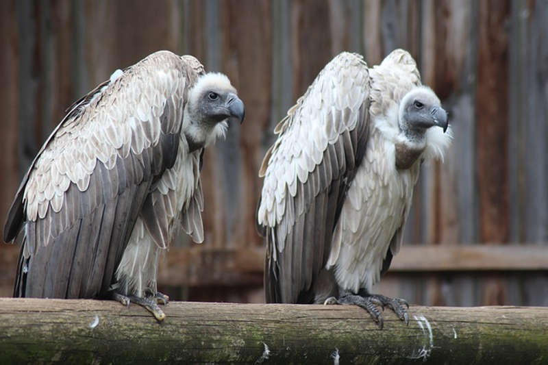 Vulture Dream Meaning And Kabbalah Number vulture-dream-meaning-and-kabbalah-number