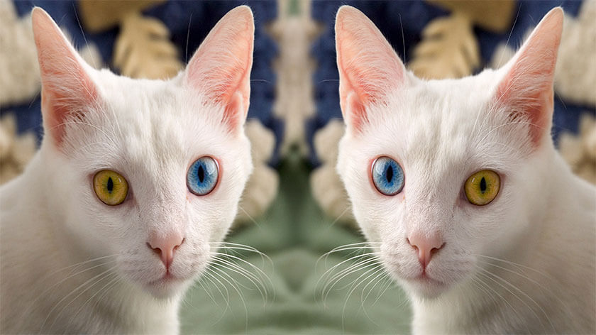 Cat is a Beautiful Pet | Types of Popular Pet Cats