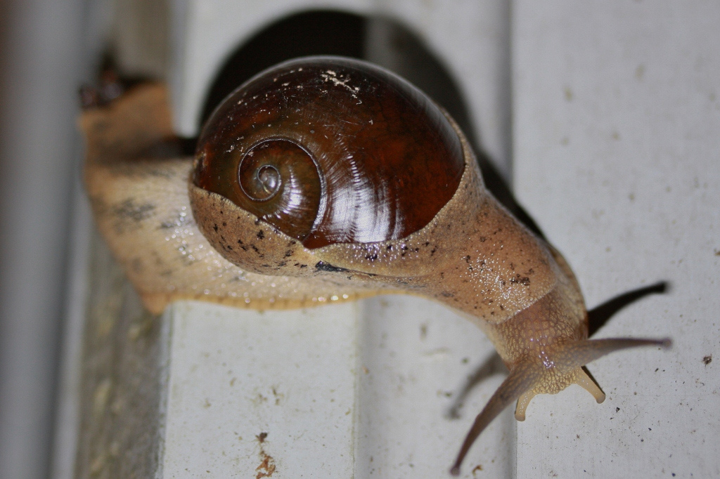 Real Monstrosities: Semi-slug