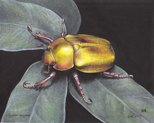 The Parasite Dimension: Chrysina aurigans