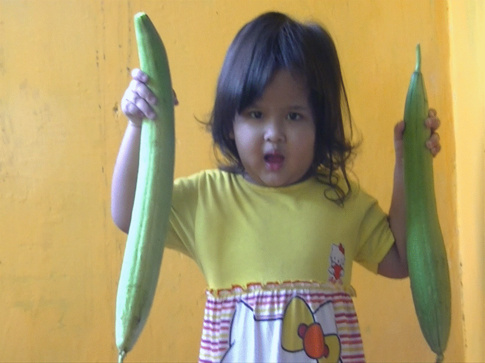 Keuntungan Menanam Blustru / Oyong Di Halaman Rumah | JEJAK RITA UTAMI