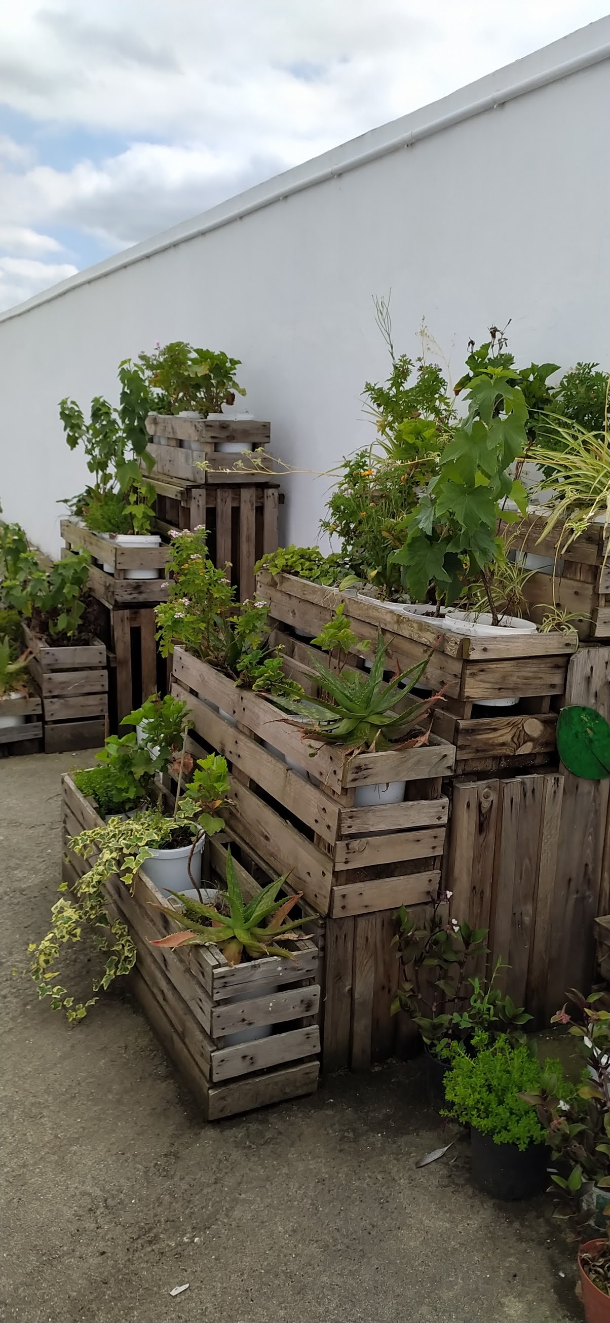 CENTRO HORIZON: MINI HUERTO