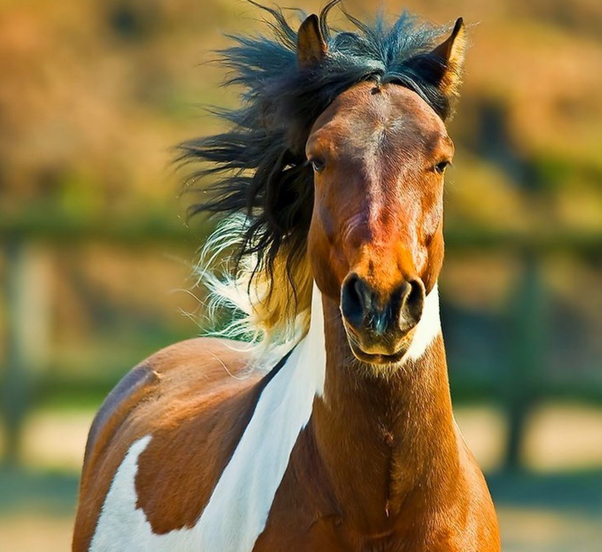 Pintura Moderna y Fotografía Artística : Fotografías de Bonitos ...