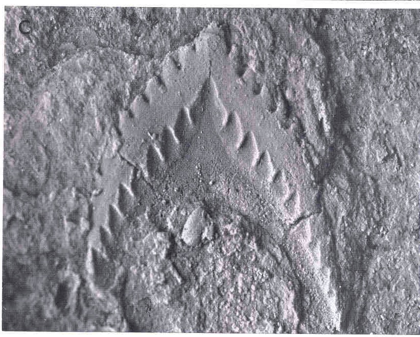 The Echinoblog: Ophiocistioids! Weird Mystery Fossils from the Paleozoic!