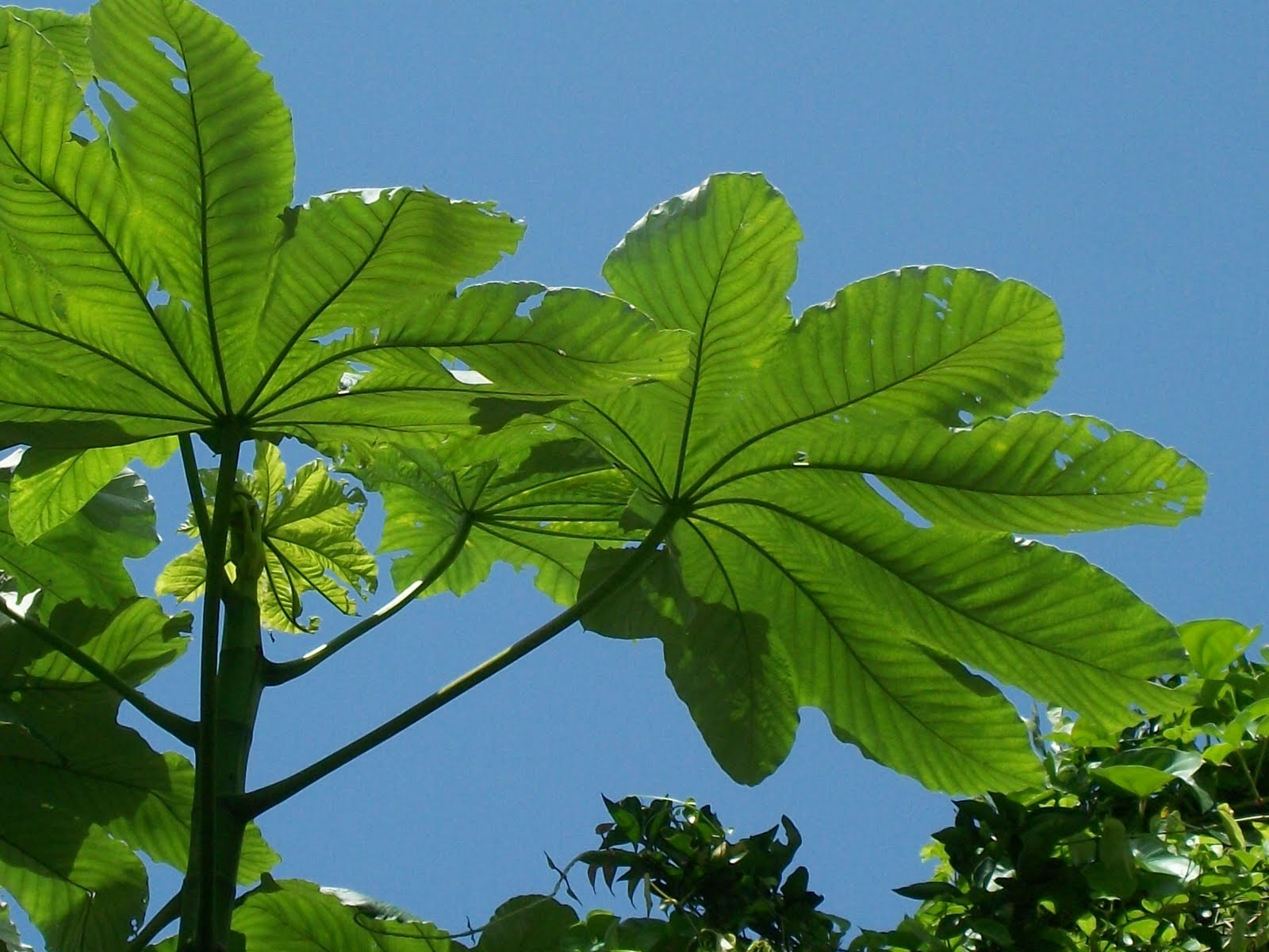 En mi Mundo Natural: El Mundo del Reino Vegetal: Yagrumo