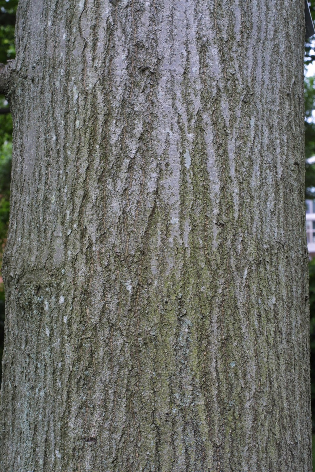 Trees Planet: Quercus palustris - Pin Oak