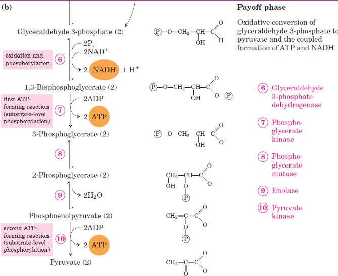 MicrobioTips: Glycolysis/EMP Pathway