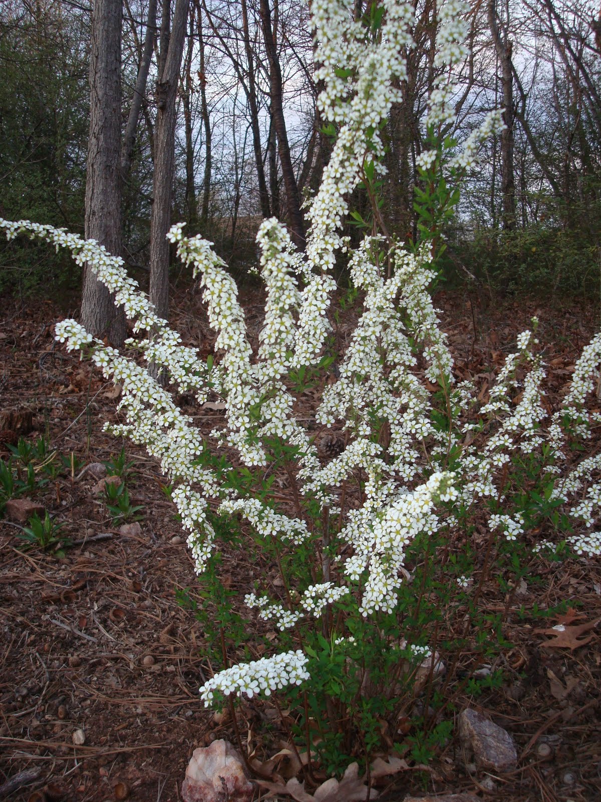Flowers and Nature in my Garden