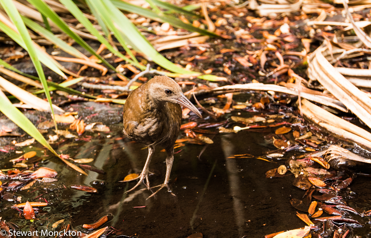 Paying Ready Attention - Photo Gallery: Wild Bird Wednesday 339 - Wood Hen