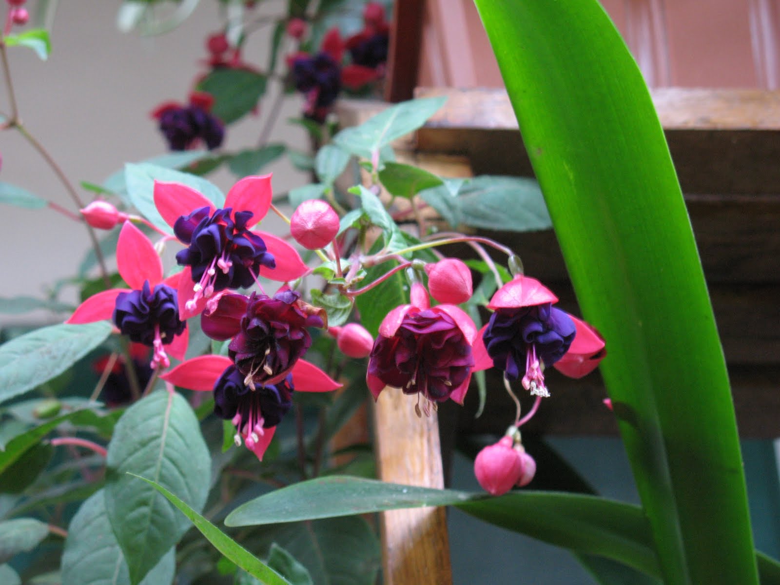 Jurnal de gradina: Cercelusi