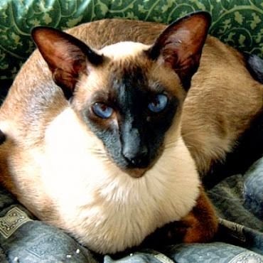 Kucing Siam ~ jual beli kucing dan burung ocehan