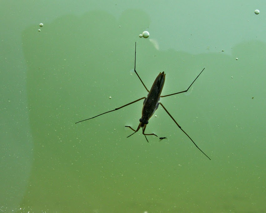 La Faunia de Helena: Insectos