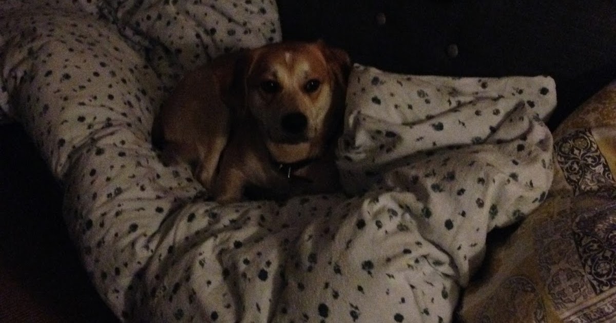 Pausefisk: Kunsten at integrere en voksen hund med tre sure katte, 3. del