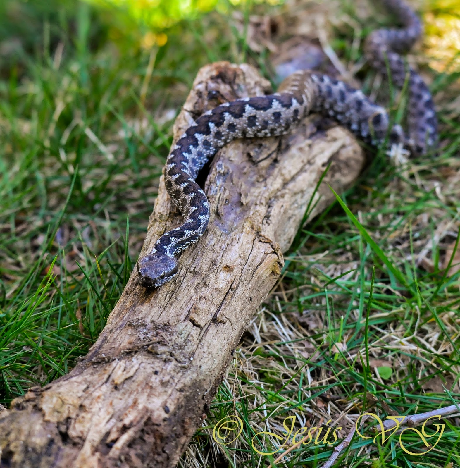 Mi espacio fotográfico: Víbora hocicuda (Vipera latastei)