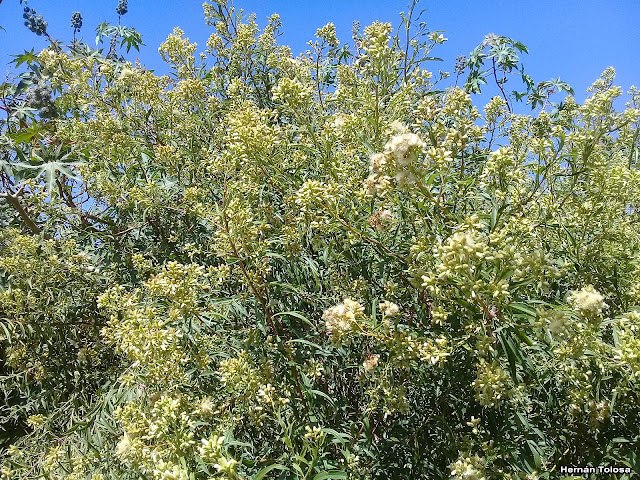 Flora Bonaerense: Chilca (Baccharis salicifolia)