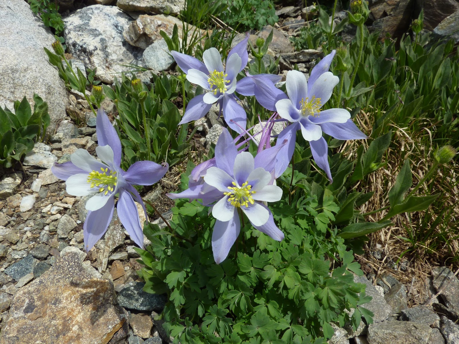Colorado Native Plant Society summer events - Raden Pedia