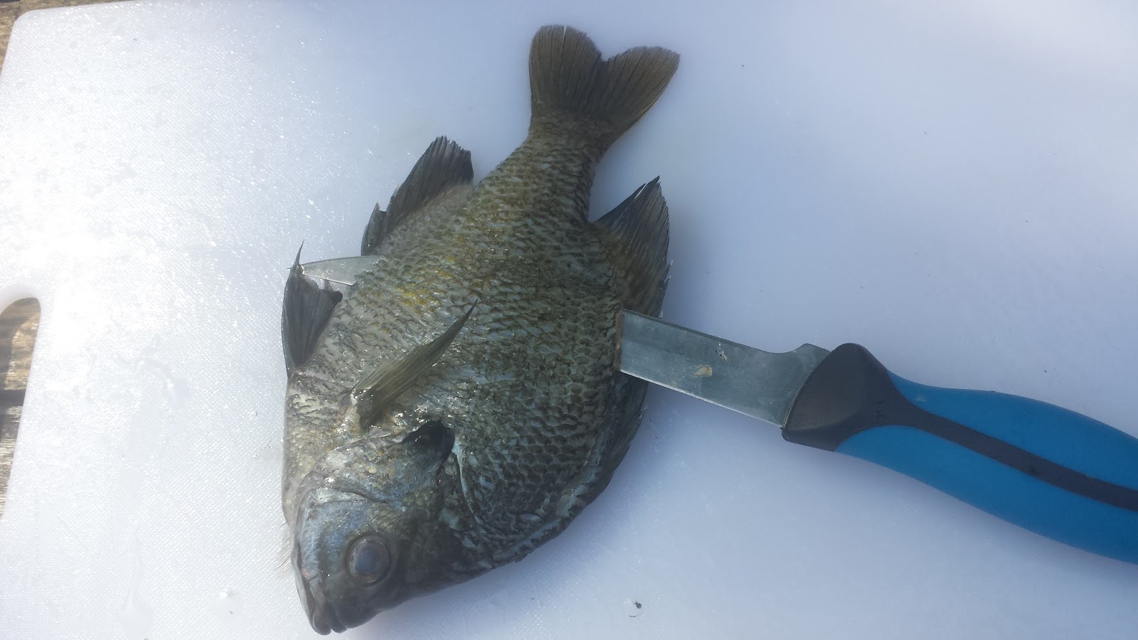 Lone Star Parson: How To Fillet A Sunfish