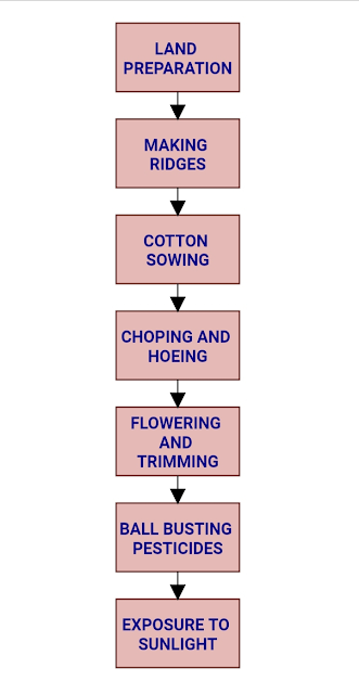 COTTON CULTIVATION AND PICKING