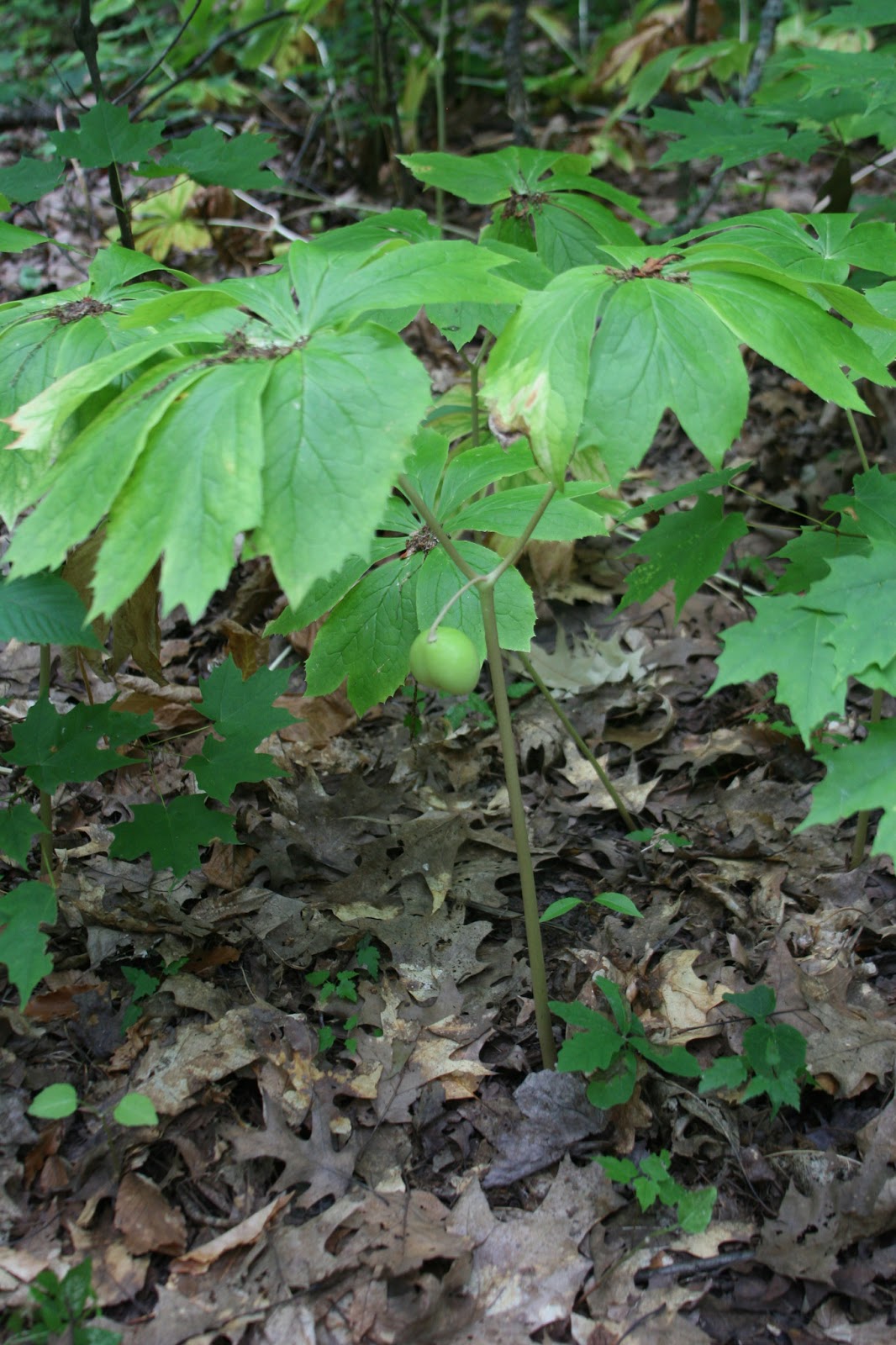 Isabella Conservation District Environmental Education Program: Native ...