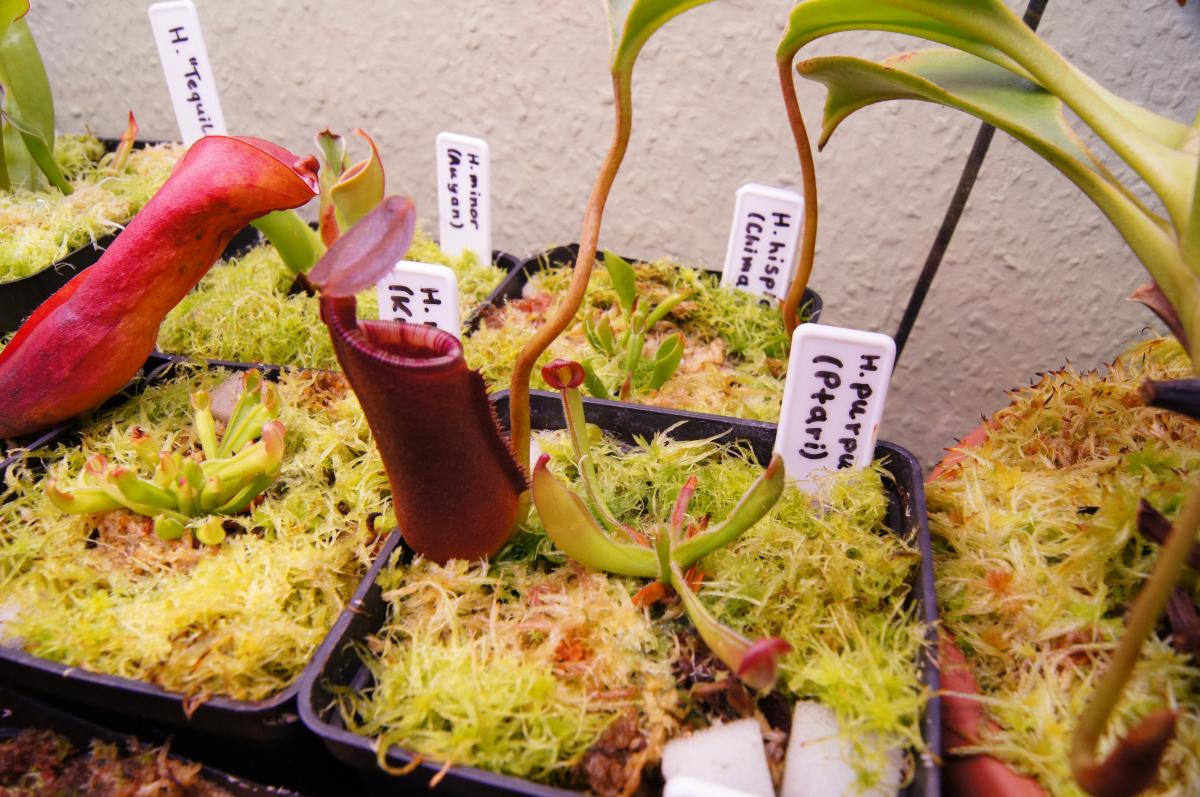 Project 'Tepui' Chronicle