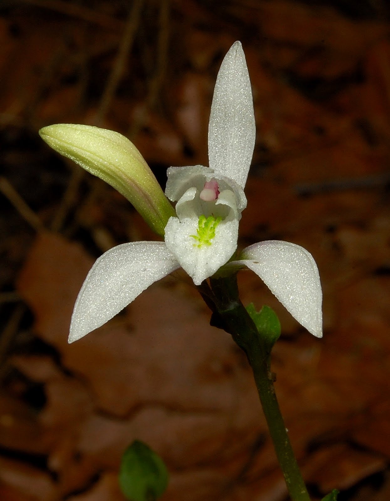 Get Your Botany On!: Triphora trianthophora, Three Birds Orchid