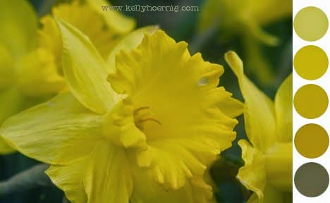 Kelly Hoernig's WORDS of ART: Daffodil Color Palette