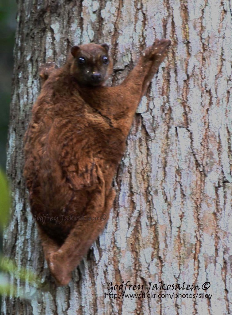 Tupayas y colugos: los "verdaderos ancestros"