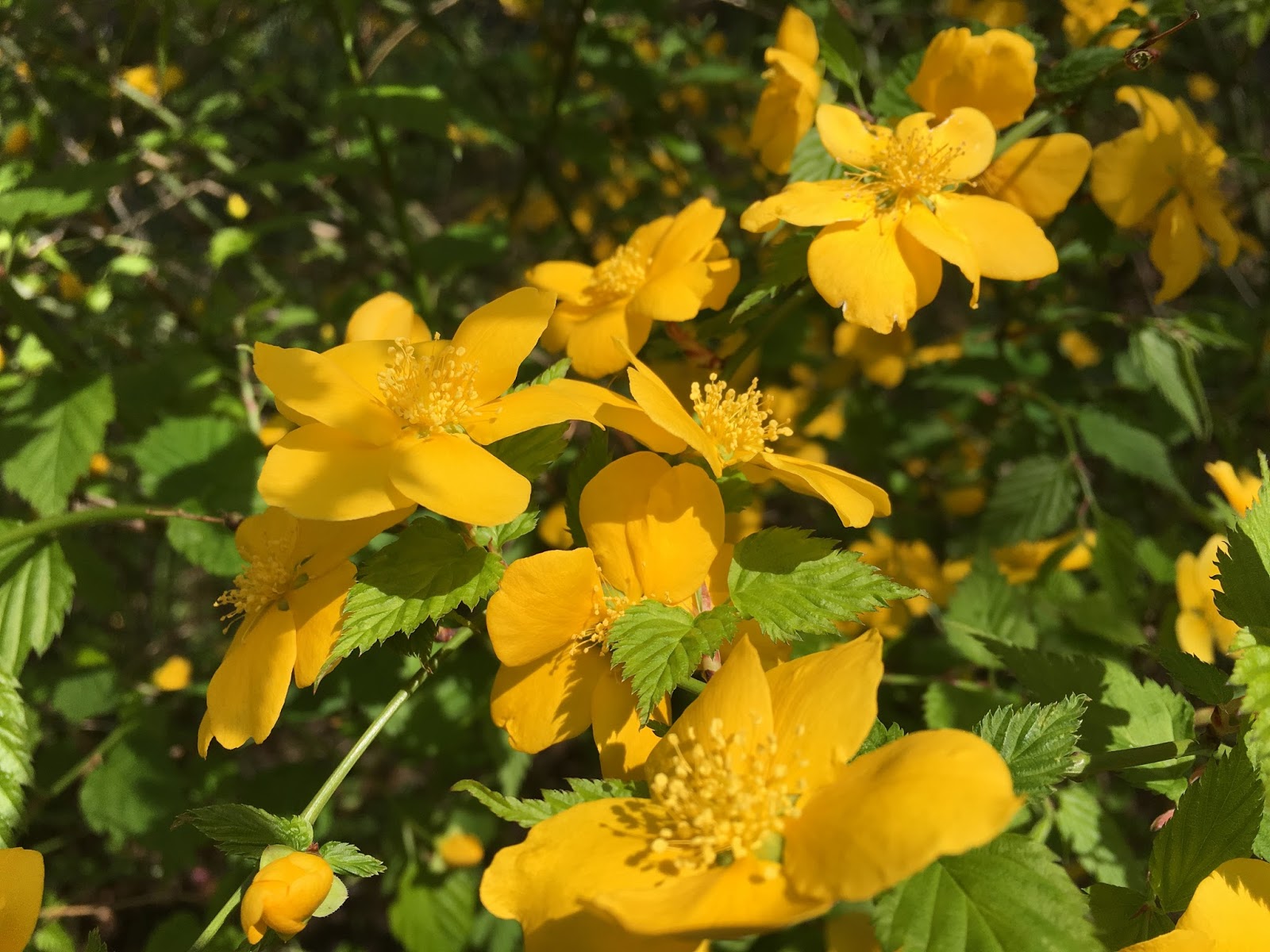 What colour is it? Green and blue in Japan