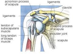 SISTEM MUSKULOSKELETAL: ANATOMI PUNGGUNG, LEHER, BAHU