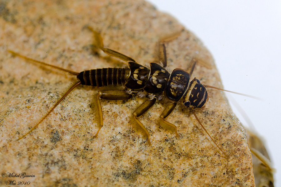 Catalogue of Organisms: The Stoneflies: Old or New?