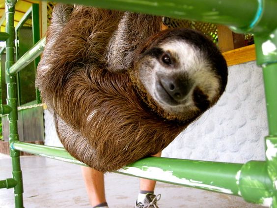 Lenjivac / sloth / je simpatična životinja prepoznatljiva po maloj ...